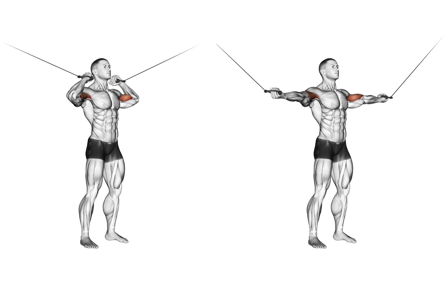 10 Best Cable Bicep Exercises For Maximum Muscle Growth